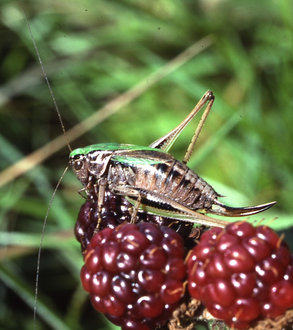 Grasshoppers and Crickets | Holt Lowes