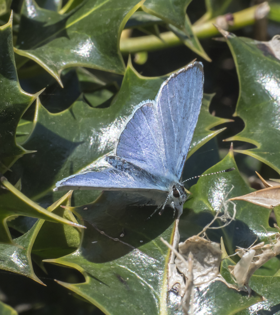 Butterflies and Moths | Holt Lowes